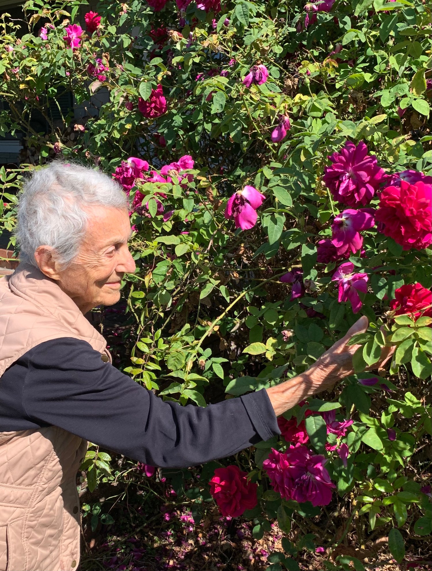 Anne Belovich's Roses of Yesteryear – celebrating flowers, food ...