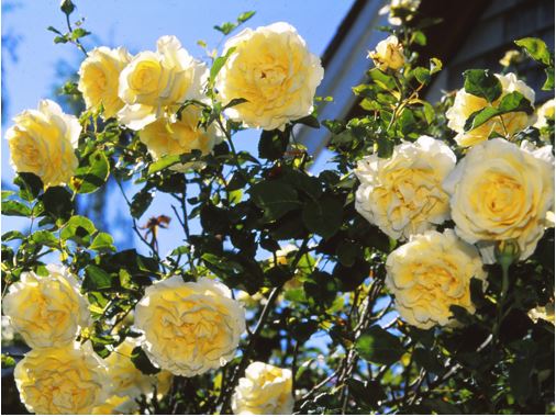 How it all began… – Anne Belovich's Roses of Yesteryear