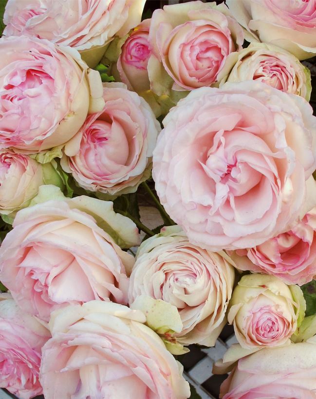 Ramblings from the Gate – Anne Belovich's Roses of Yesteryear