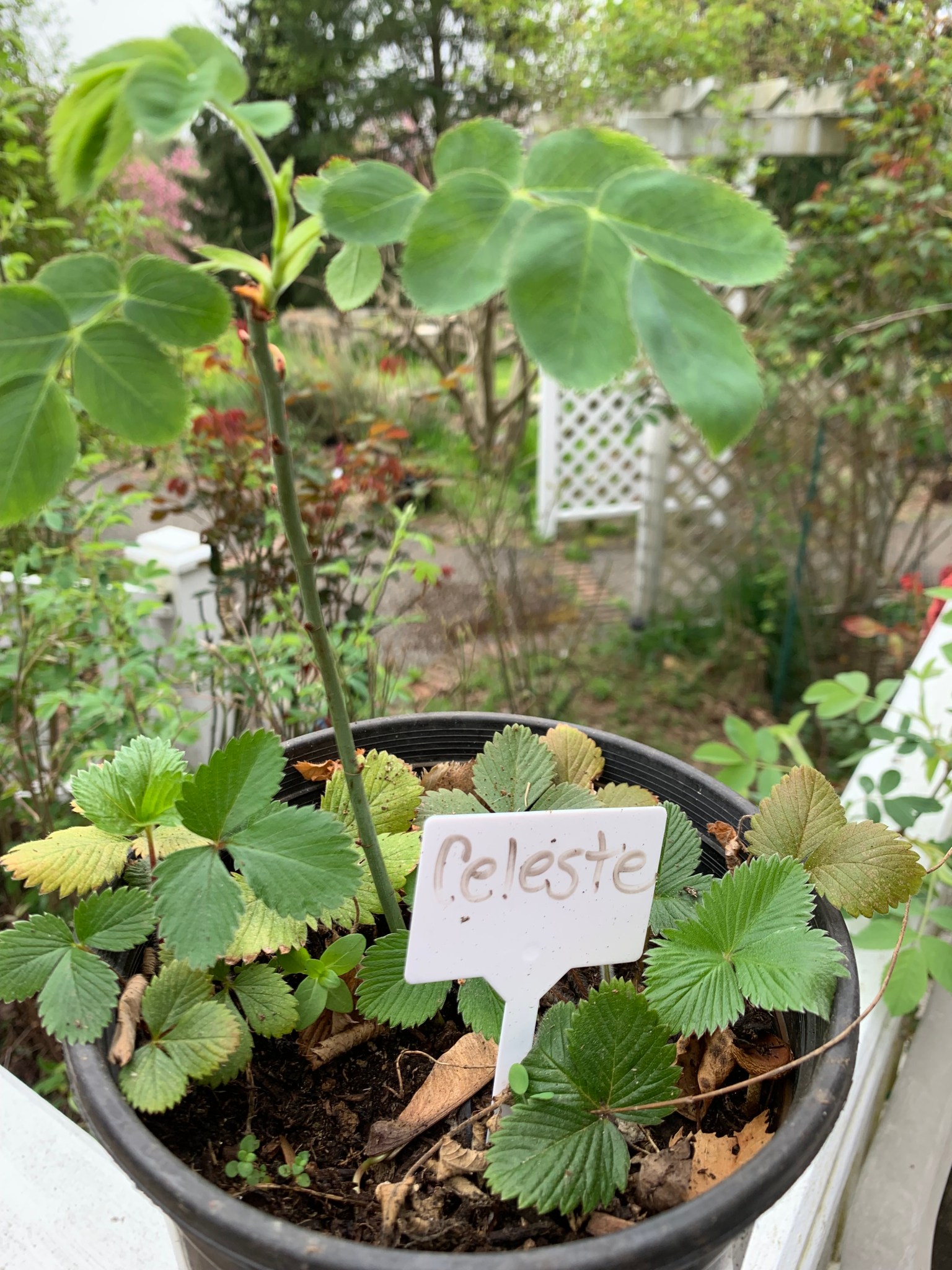 Participate – Anne Belovich's Roses of Yesteryear