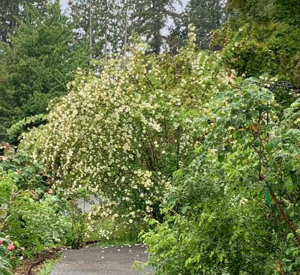 The Rose Riot is on its Way – Anne Belovich's Roses of Yesteryear