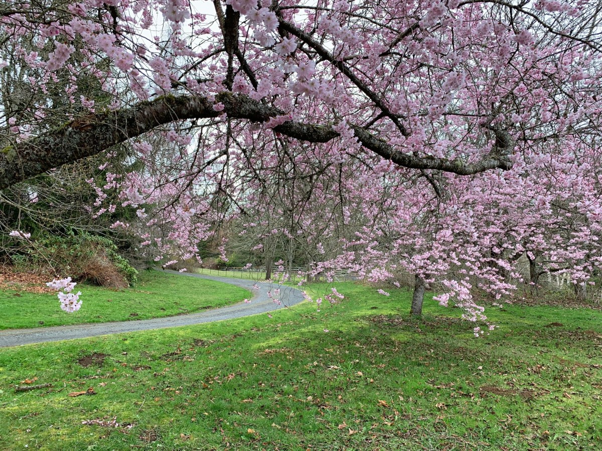 March 2024: In like a lion out like a lamb – Anne Belovich's Roses of ...