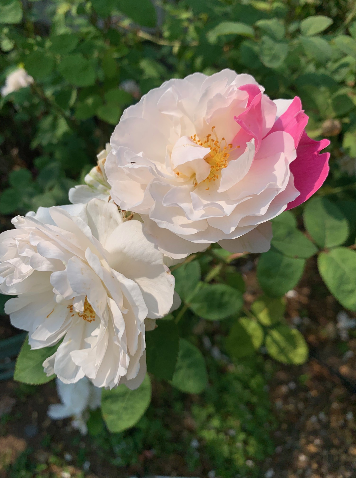 Summer: Farmers Markets, Friends, and Family – Anne Belovich's Roses of ...